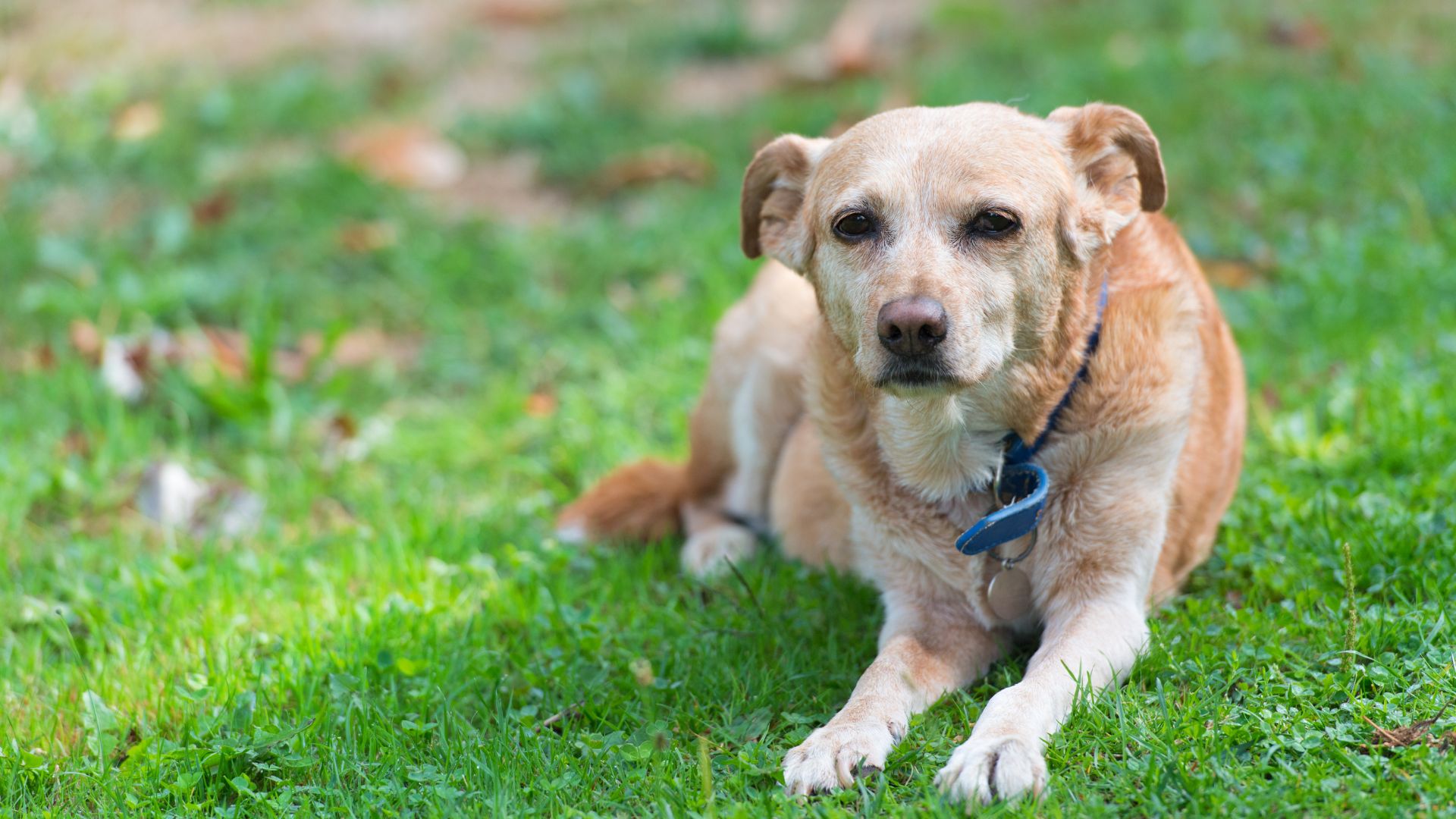Arthtritis In Dogs | Ryedale Vets