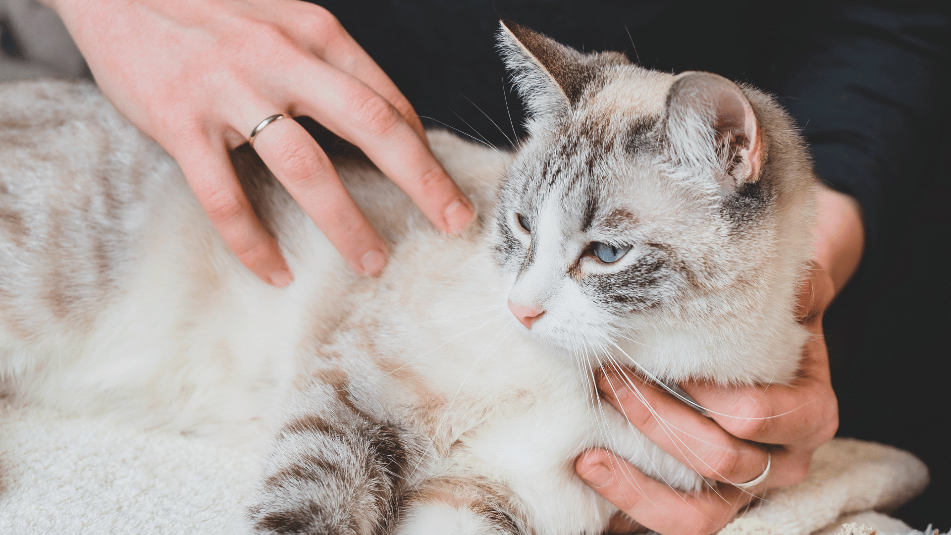 Pet Physiotherapy In Helmsley And Pickering YO62 5BZ | Ryedale Vets