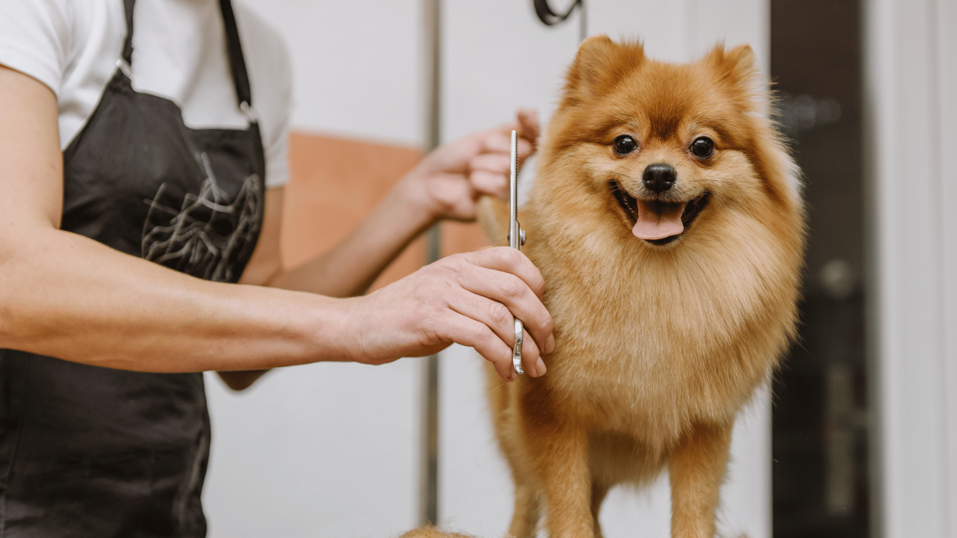 Pet Grooming In Helmsley And Pickering YO62 5BZ | Ryedale Vets