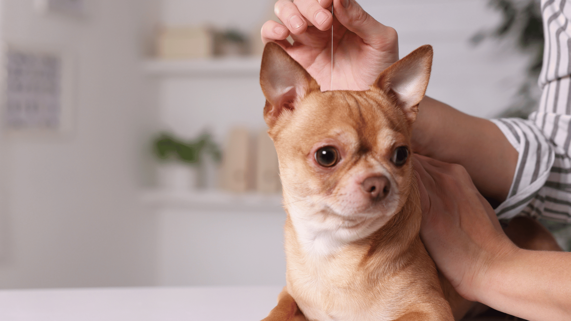 Pet Acupuncture In Helmsley And Pickering YO62 5BZ | Ryedale Vets