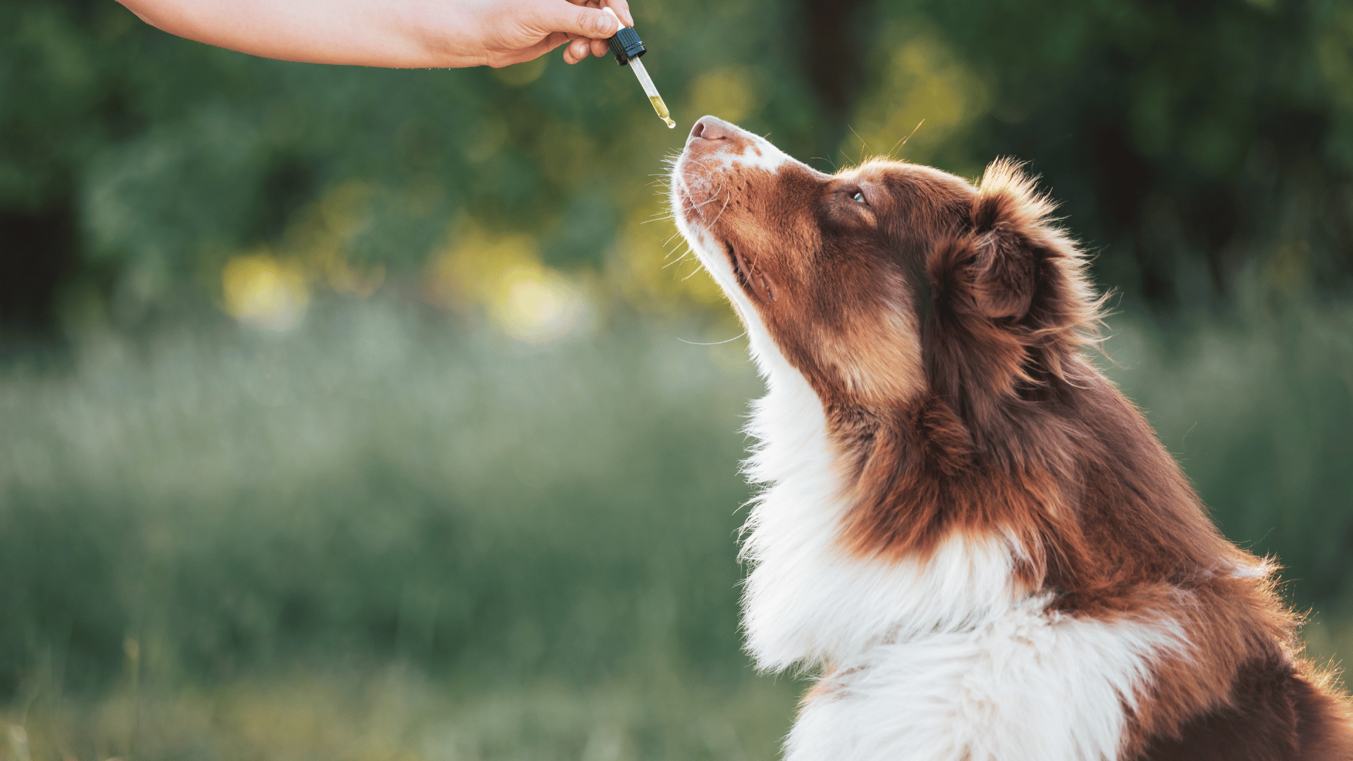 Pet Herbal Medicine In Helmsley And Pickering YO62 5BZ | Ryedale Vets