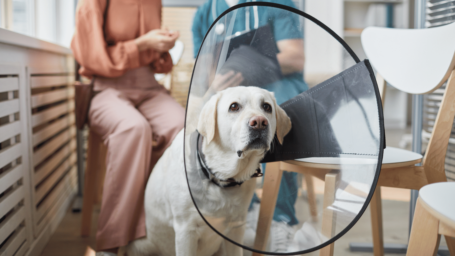 Pet Surgical Operations In Helmsley And Pickering | Ryedale Vets